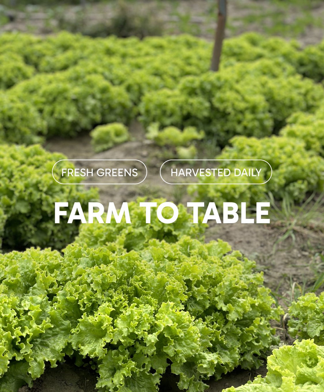 Tayyib Store: Healthier alternatives for food, skincare and home